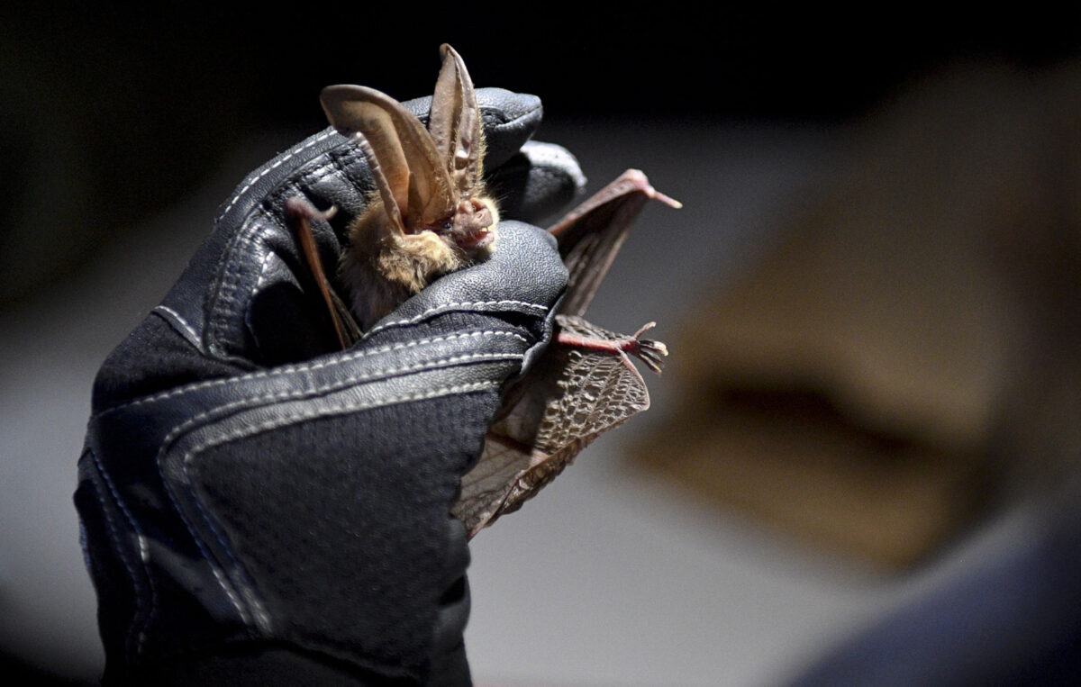 Bat surveys help local experts prepare for potential deadly bat disease ...